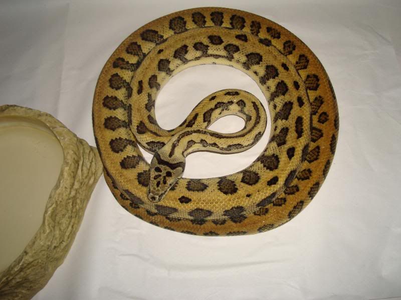 Jaguar Carpet Python. | Reptile Forums